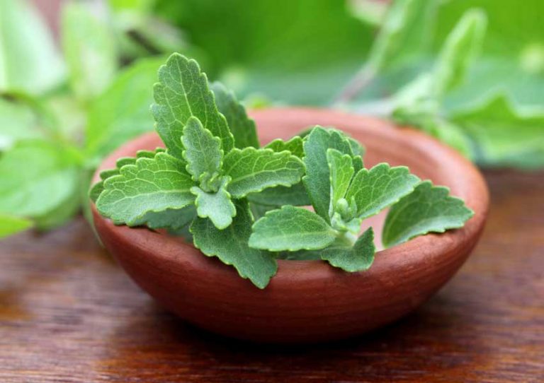 Stevia natural: beneficios, usos y dónde comprarla ⬅